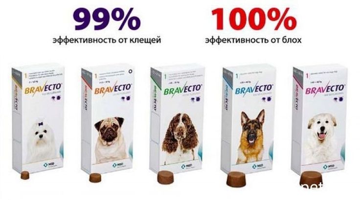 Средства обработки собак от клещей — Ветеринарный центр доктора ...